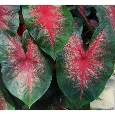 Caladium Red Mix (All Red Varieties)-5 Bulbs - Walmart.com