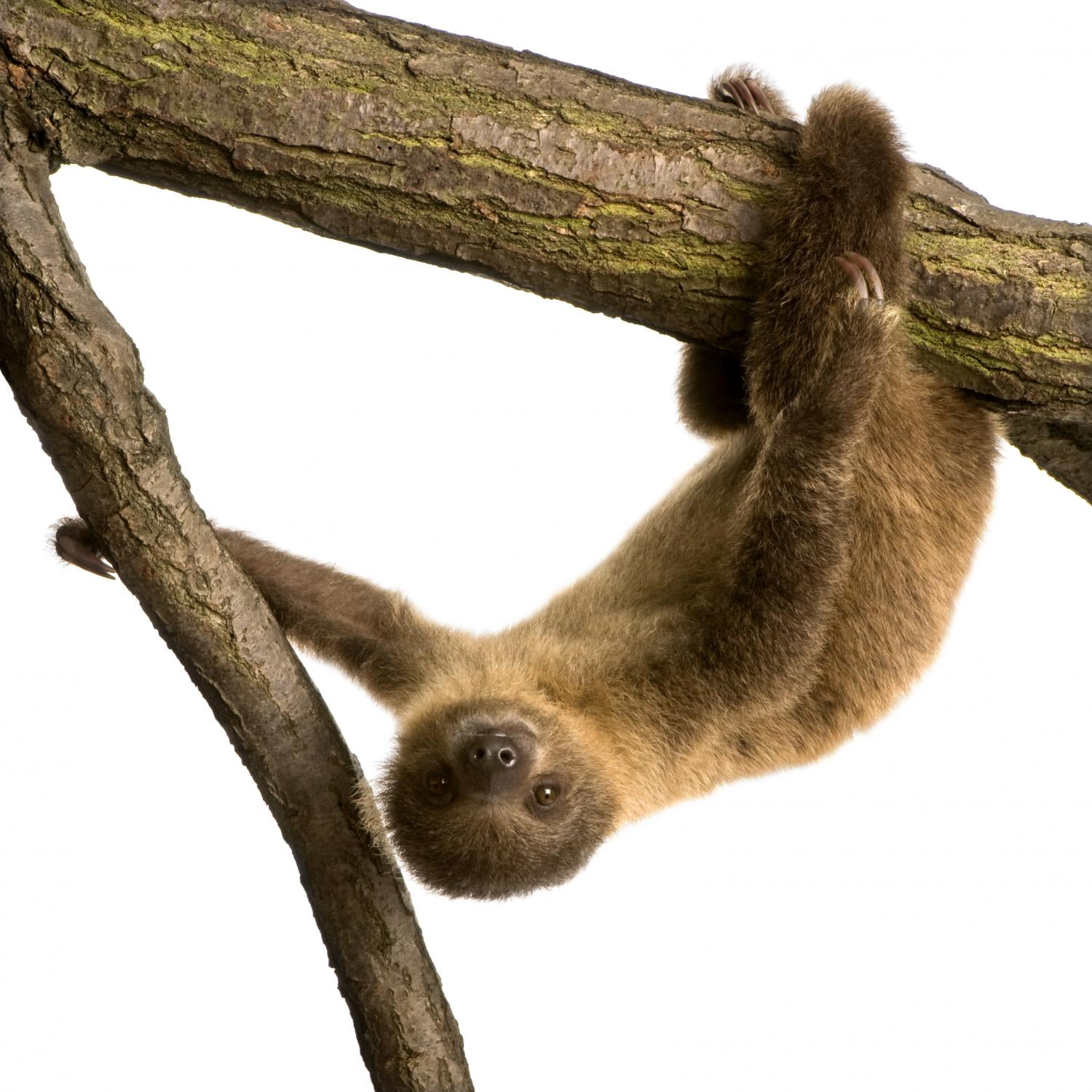 Wallmonkeys Baby Two-toed Sloth 4 Months - Choloepus Didactylus Peel ...
