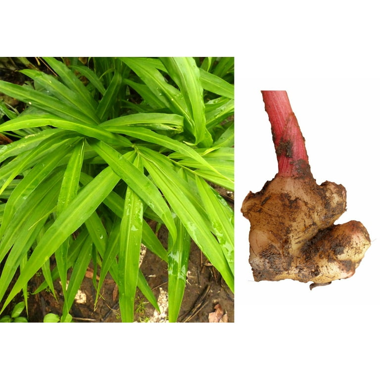 Zingiber Officinale Plant
