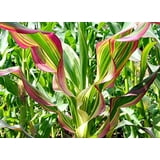 Pink Zebra Corn (Pack of 10 Seeds) - Non-GMO - Rare and Hard to Find ...