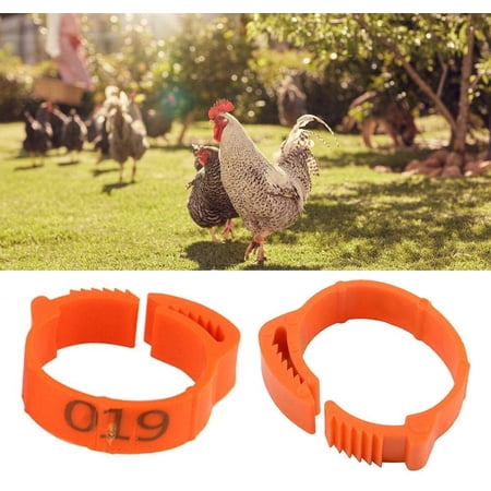 PERTTYUNG Chicken Ring Size Adjustable Poultry Leg Digital Tag Buckle ...