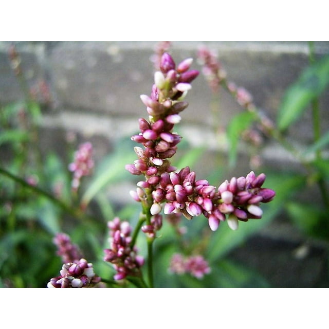 100 PINKWEED Smartweed Pink Knotweed Polygonum Wetland Flower Herb ...
