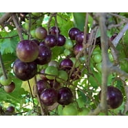 20+ Red Concord Grape Seeds - Grow Grape Vines for Wine Making, Fruit ...