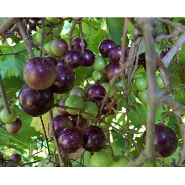 20+ Red Concord Grape Seeds - Grow Grape Vines for Wine Making, Fruit ...