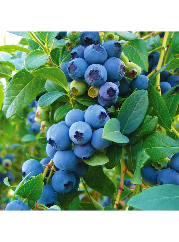 Blueberries in Fresh Fruits - Walmart.com