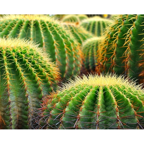 Golden Barrel Cactus Seeds - 50 Seeds -Echinocactus grusonii - Ships ...