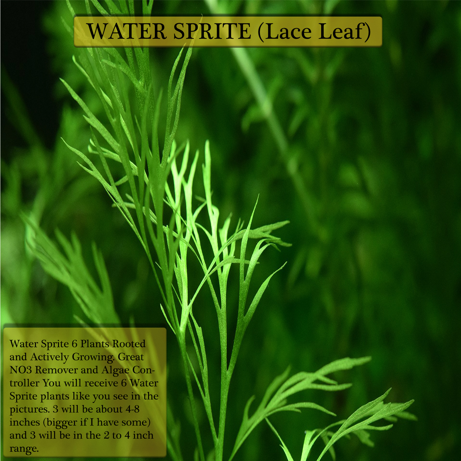 Water Sprite Plant