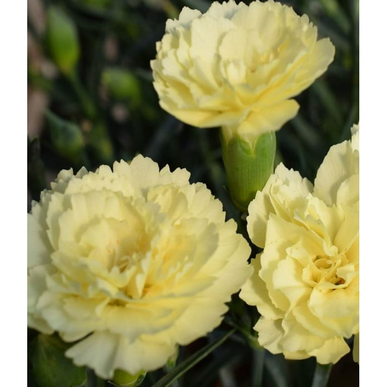 Yellow Dianthus Caryophyllus