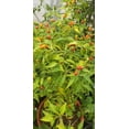 Seeds - Hot Pequin Pepper- 20 Seeds -Super Hot Spicy Flavor- all ...