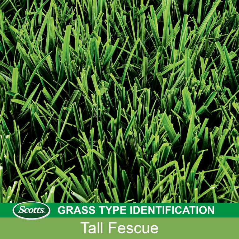 Yard With Turf Type Tall Fescue