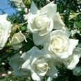 Heirloom Roses - White Dawn Climbing Rose Bush, Real Floral Garden ...