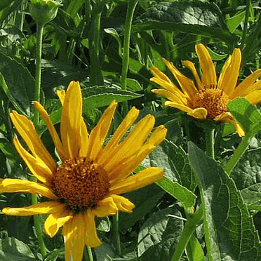 Shasta Daisy Flower Seeds - Snow Lady Variety - 100 Seeds - AAS Winner ...