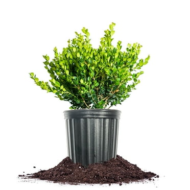 Bar Harbor Juniper 3 Extra Large 3 Gallon Plants Live Premium Evergreen ...