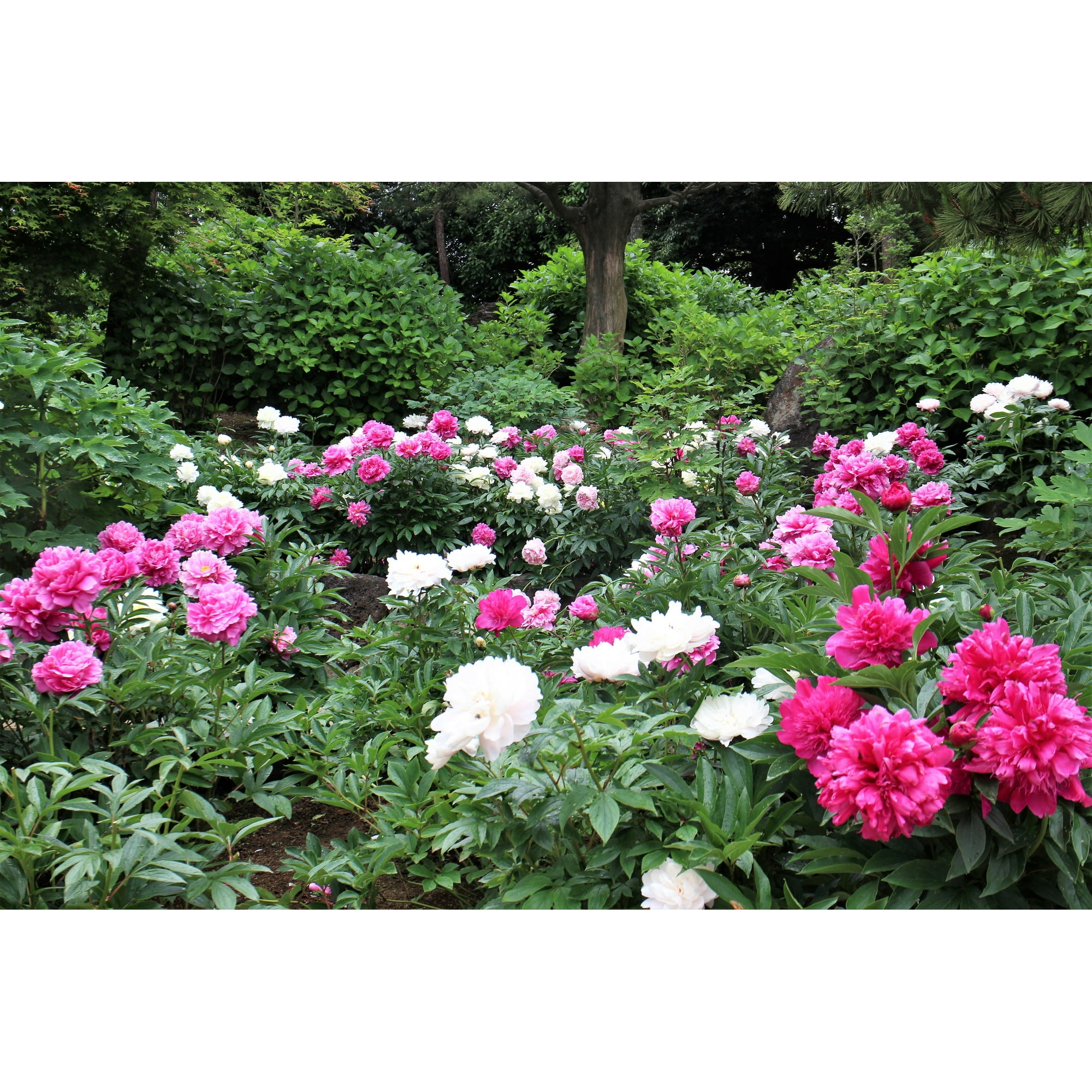 Click here for Seedville Usa 10 Tree Peony Mountain Paeony Paeoni... prices