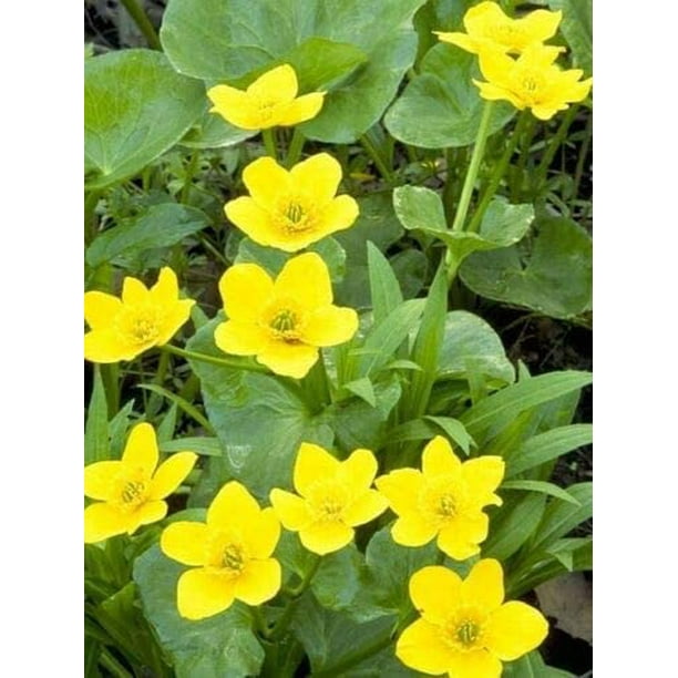 Yellow Swamp Marigold Seeds for Planting (100 Seeds) - Bidens Aristosa ...
