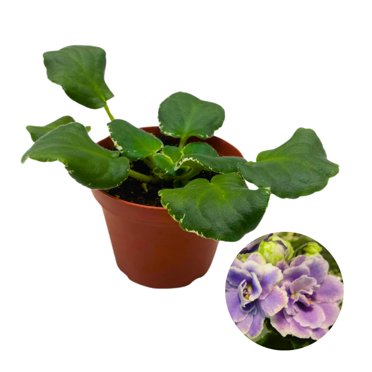 Harmony Foliage Hawaiian Pearl African Violet Saintpaulia 4 inch ...