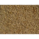 Barley 12 lbs, Unhulled Barley (Hull Intact), Joseph's Grainery Whole ...