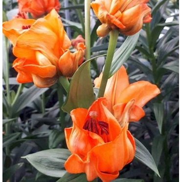 10 Roselily Felicia Bulbs - Walmart.com