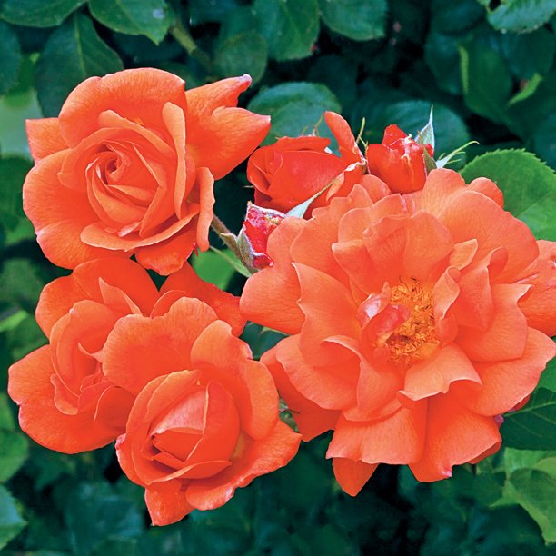 Heirloom Roses - Above All™ Climbing Roses Rose Bush - Walmart.com