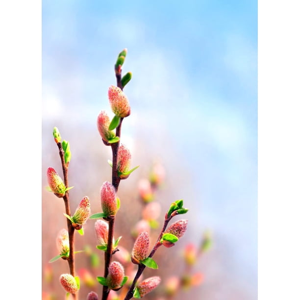 2 French Pink Pussy Willow Trees Fresh Cuttings Ready To Plant