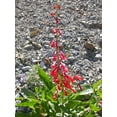 150 Eatons RED FIRECRACKER PENSTEMON Eatonii Native Hummingbird Flower ...