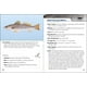 Fish Identification Guides: Saltwater Sport Fish of the Gulf Field ...