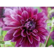 Garden State Bulb Dahlia Blue Bird & Kelvin Floodlight 4CT - Walmart.com