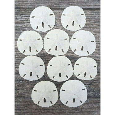 Bulk Set of 15 Imperfect Sand Dollars 2" - 3 1/4" | Ultimate Craft and ...