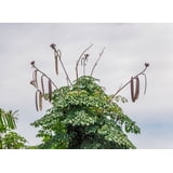 SEED PACK - -20 seeds- -Tropical Indian Trumpet Flower Tree -Rare ...
