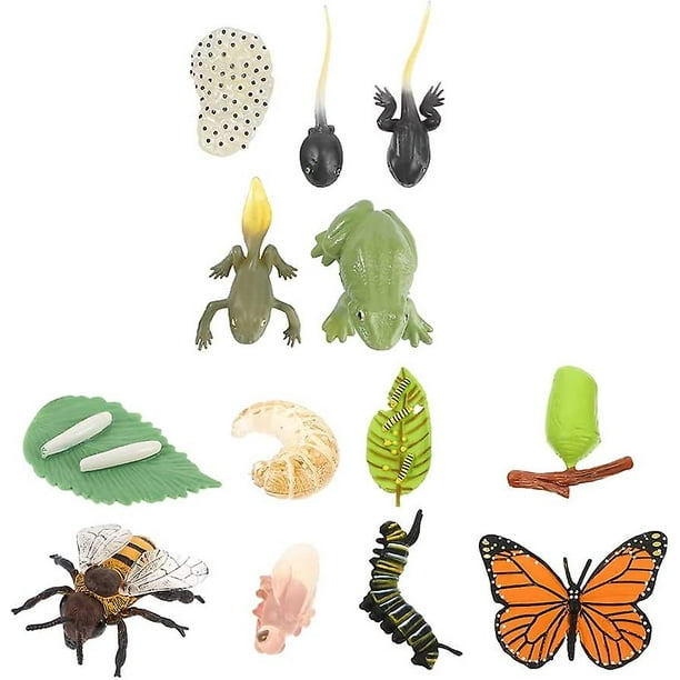 Insect Figurines Life Cycle Of A Butterfly Frog Safariology Growth ...