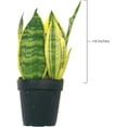 ragnaroc - Live Snake Plant – Sansevieria Superba Trifasciata ...