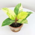 Philodendron Moonlight Live Plant for Indoor | Different Houseplants in ...