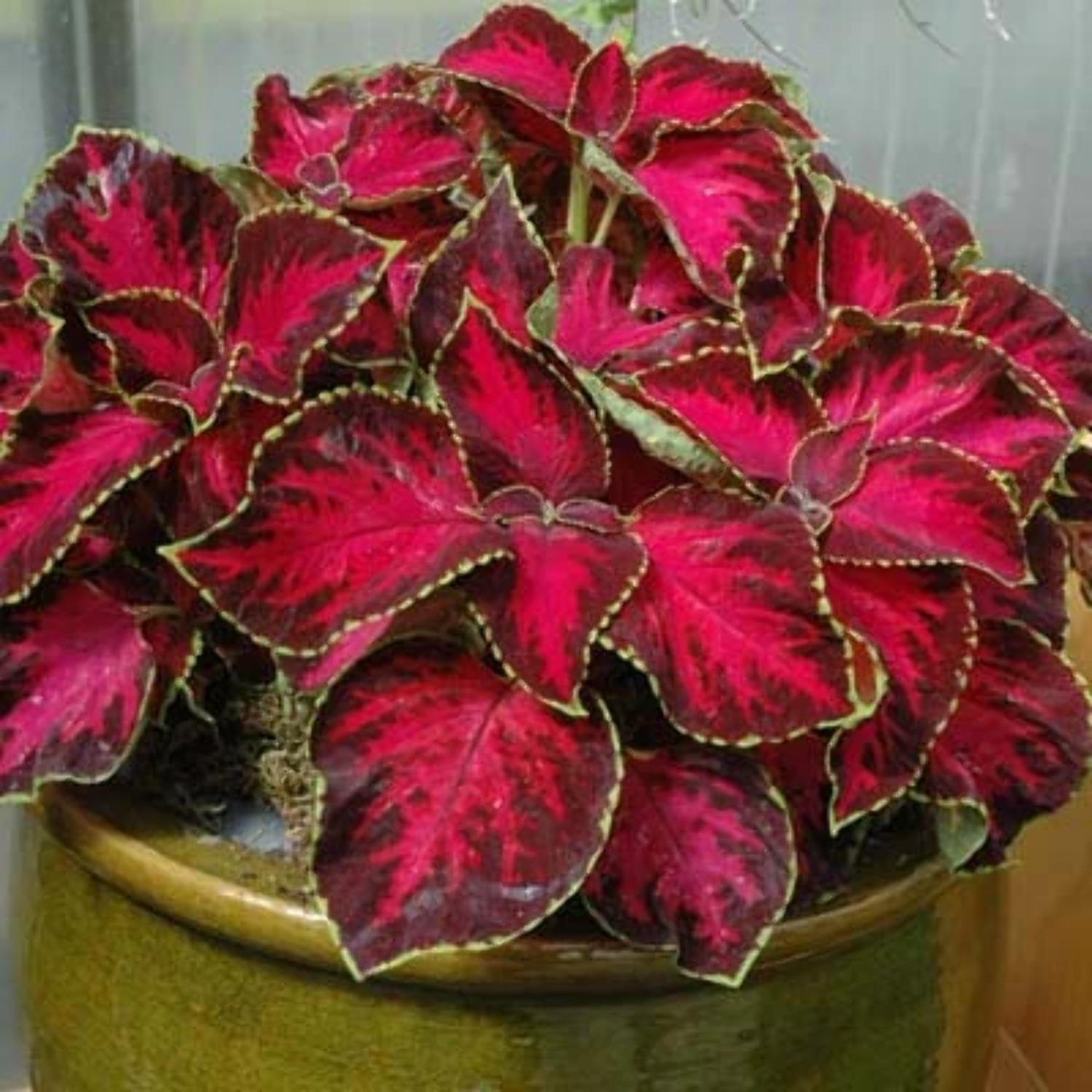 Coleus Chocolate Covered Cherry Seed - Walmart.com