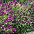 National Plant Network 3 gal. Buddleia Royal Razz Live Shrub Full ...