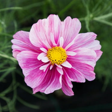 Shades of Rose Coreopsis Tickseed Perennial Plant - Quart Pot - Walmart.com