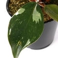 5” White Knight Philo in White Ceramic Live Plant - Walmart.com