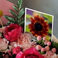3drose, Close-up Photo of a Reddish-orange Sunflower Growing in Out ...