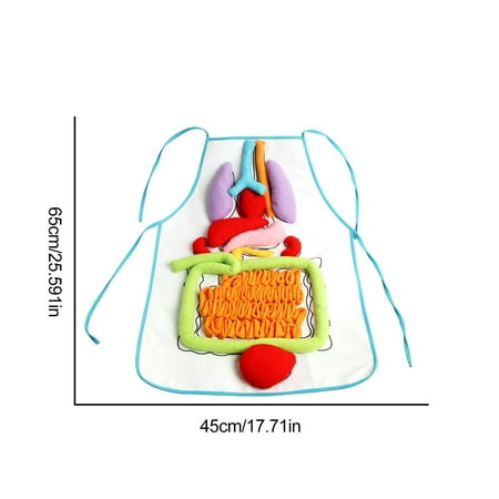 3d Organ Apron Anatomy Apron Body Organs Toy 3D Organ Apron Anatomy ...
