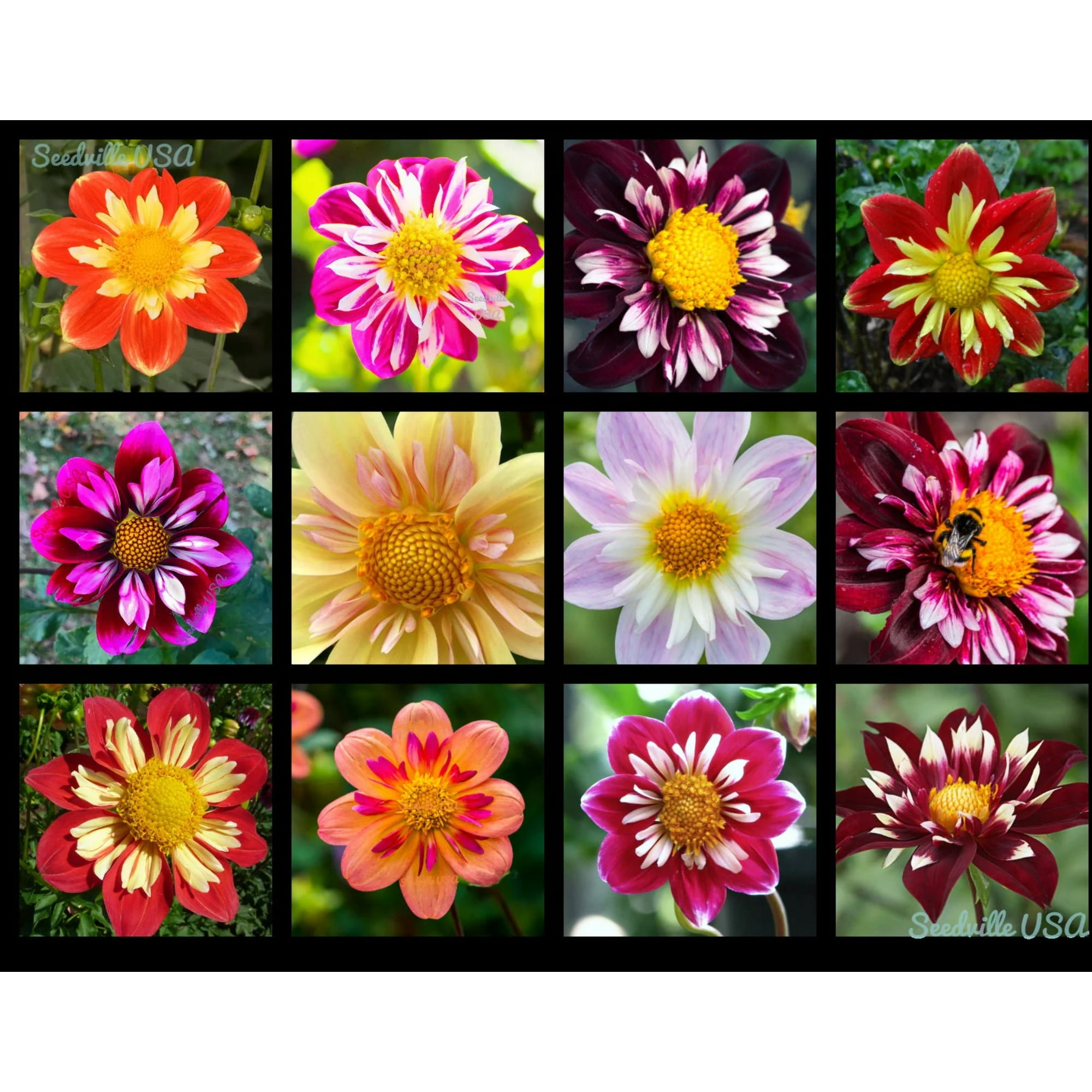 Click here for Seedville Usa 50 Mixed Collarette Dahlia Variabili... prices
