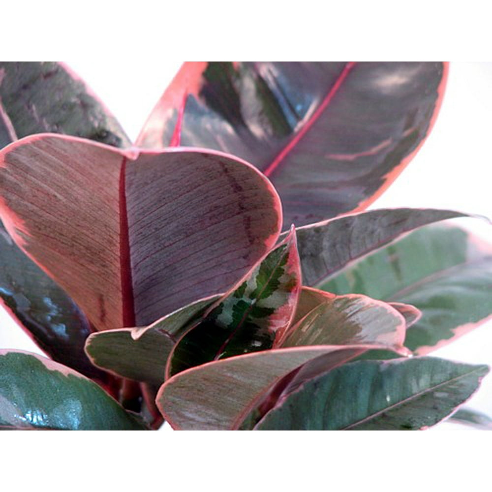 Hirt's Strawberry & Cream Ruby Rubber Tree Plant - Ficus - 4" Pot ...
