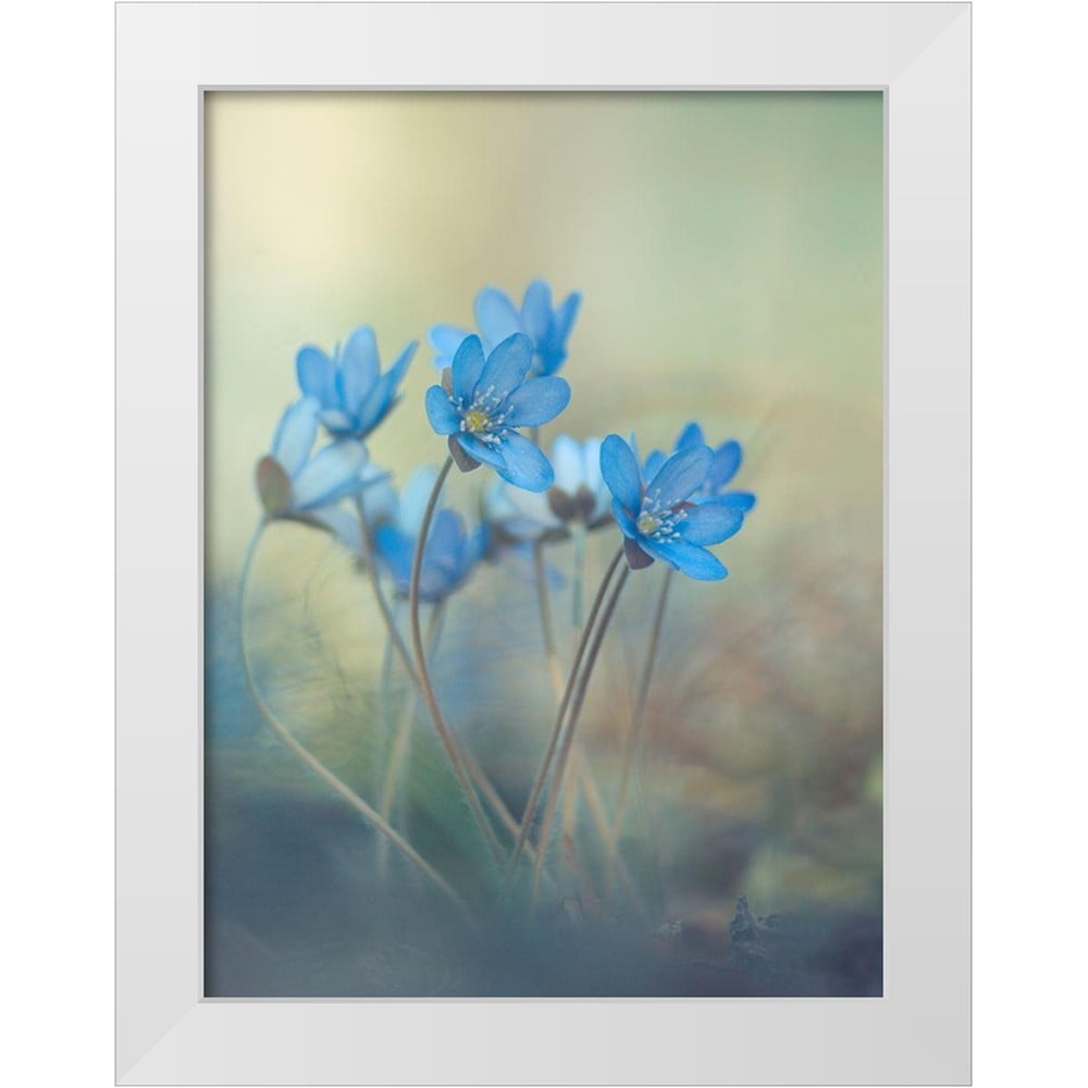 Zandersons, Davis 25x32 White Modern Wood Framed Museum Art Print ...