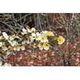 40 STANSBURY CLIFFROSE Purshia Stansburiana Cliff Rose Native Desert ...