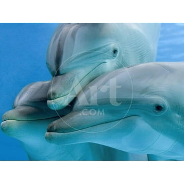 ArtWall Jolina Anthony "Winterpane" ArtAppealz Removable Wall Art ...