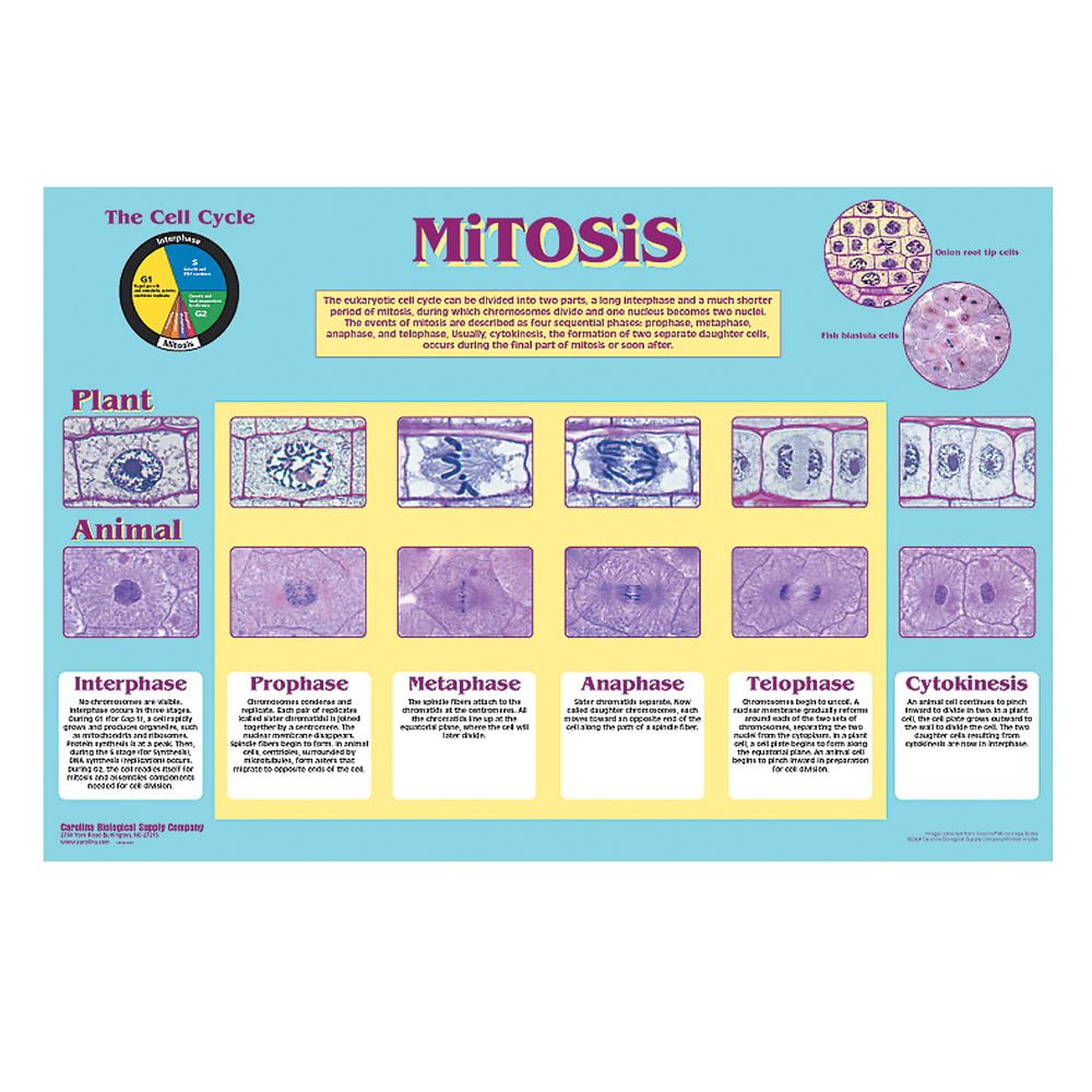 Mitosis Poster, Full Color, Size 36 X 24" - Walmart.com
