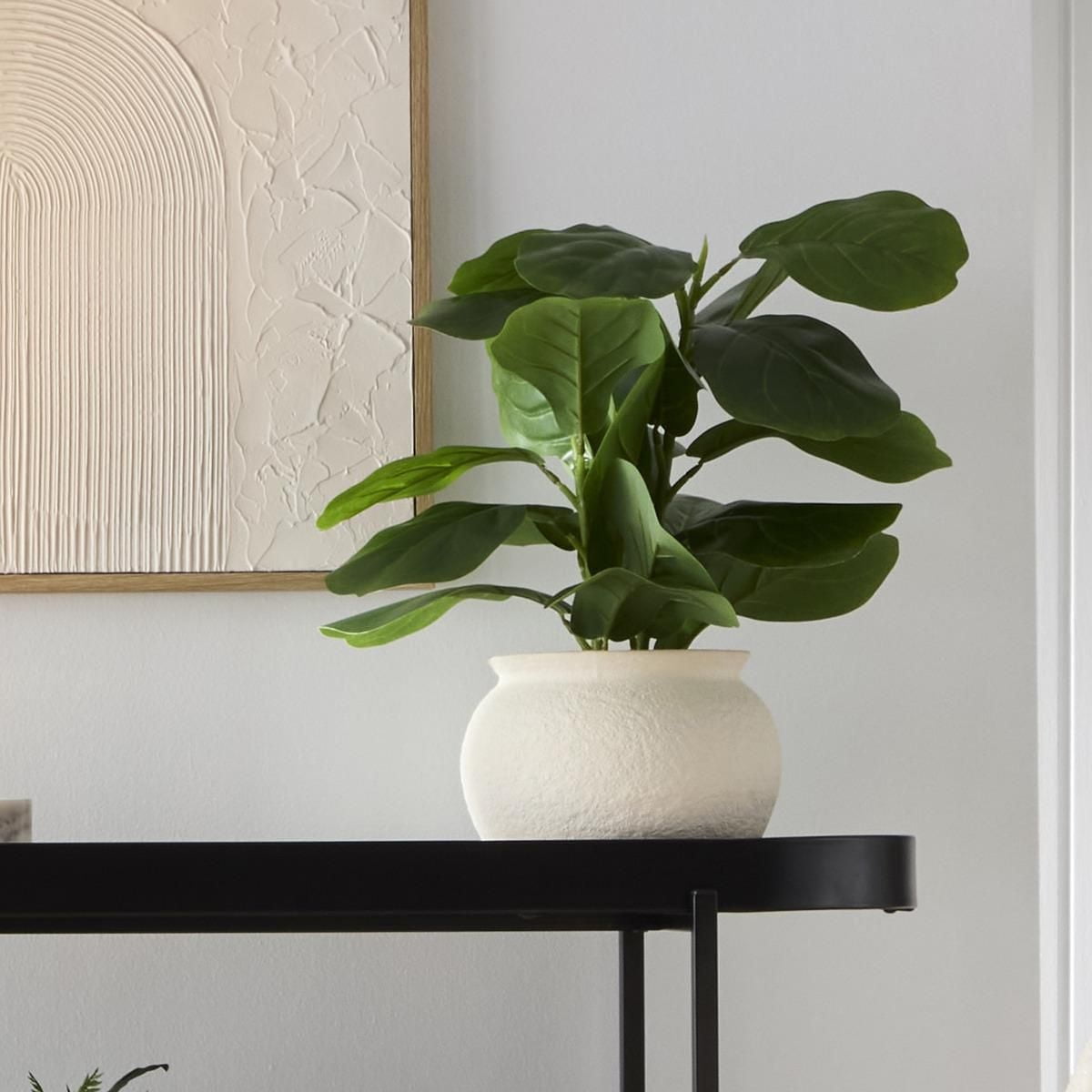 Anko Fiddle Plant in Pot, FIDDLE FIG PLANT - Walmart.ca