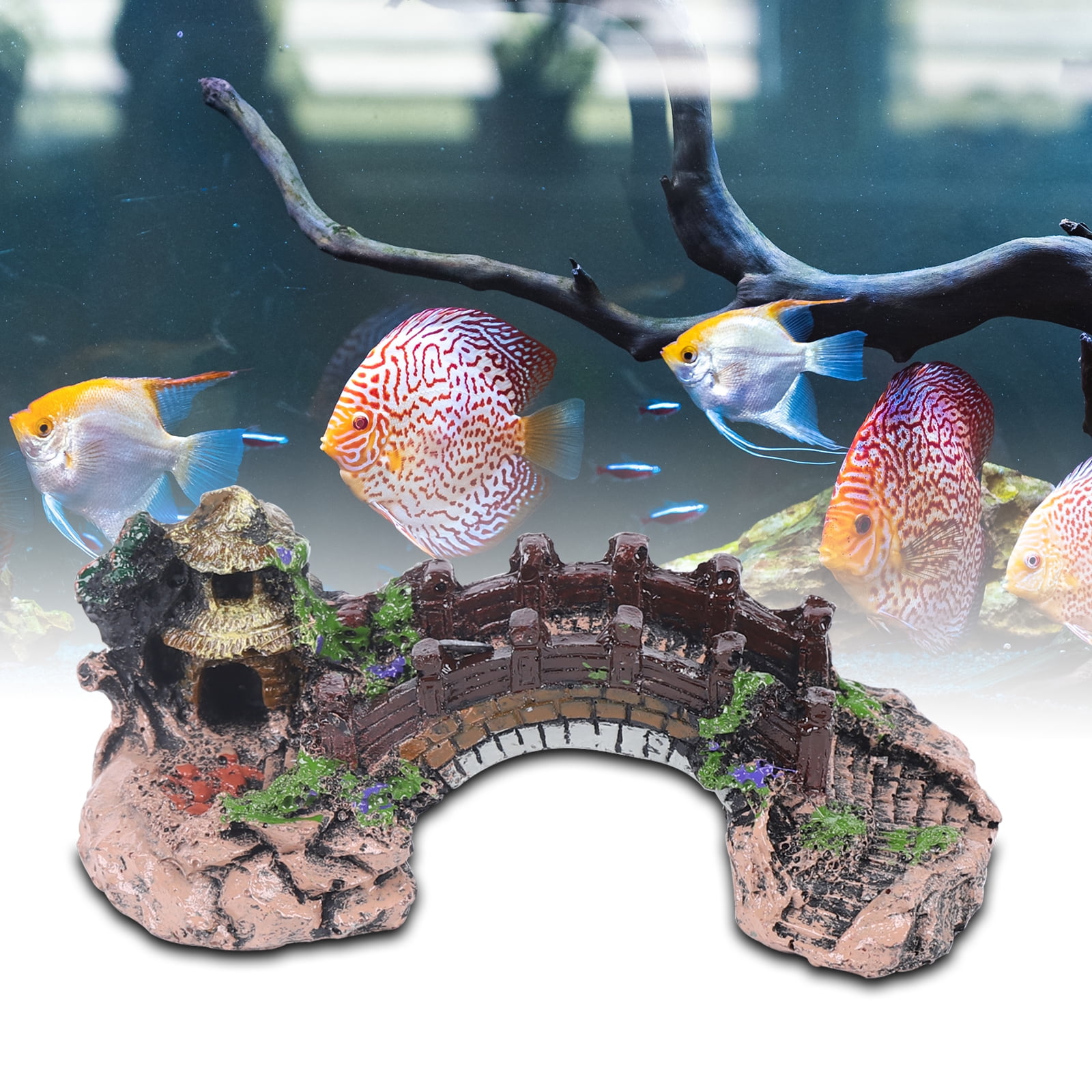 Discus Fish Tank Design