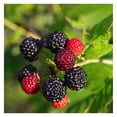 'Tahi' Black Raspberry Plant - Thornless Black Raspberry Plants - Live ...