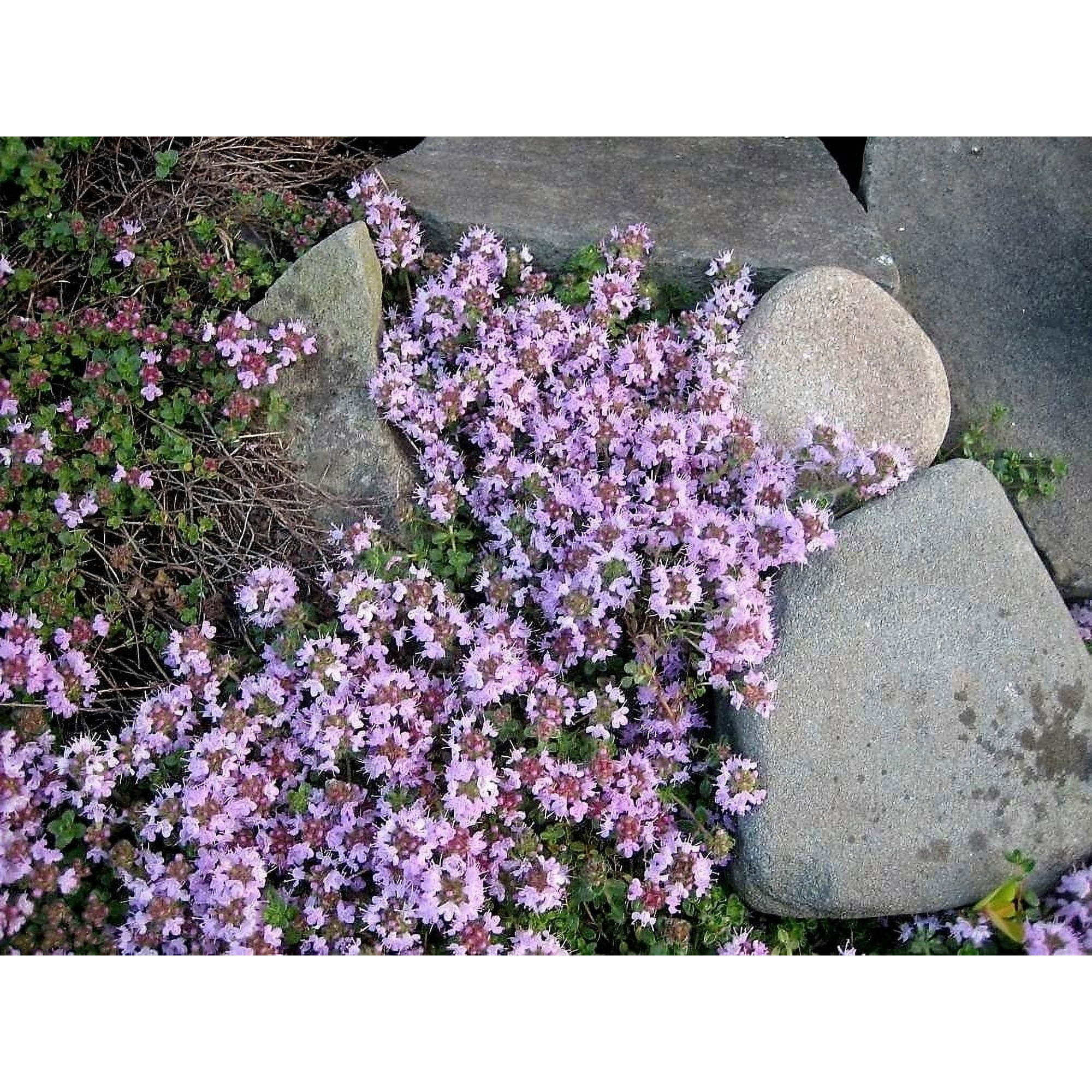 Click here for Seedville Usa 100 Walk On Me Creeping Thyme Thymus... prices