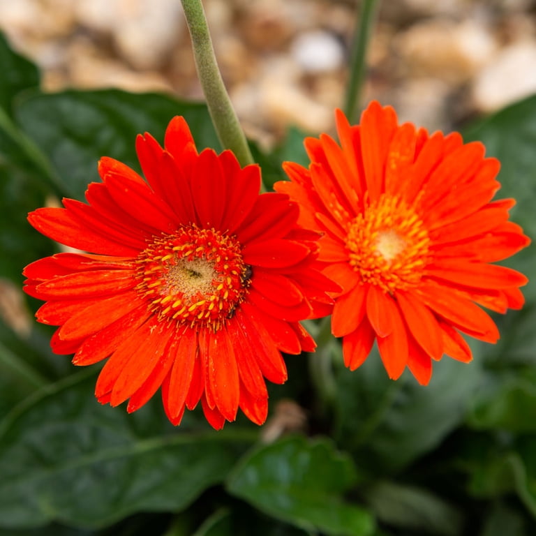 Orange Gerber Daisy