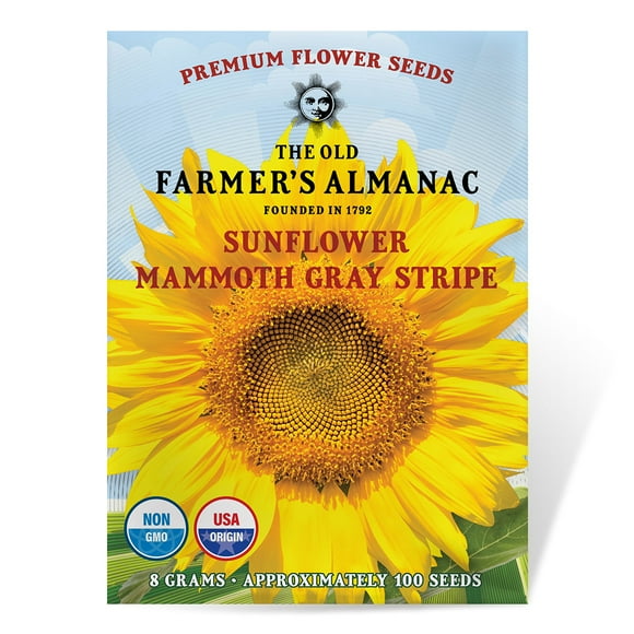 Mammoth Sunflower Seeds Planting